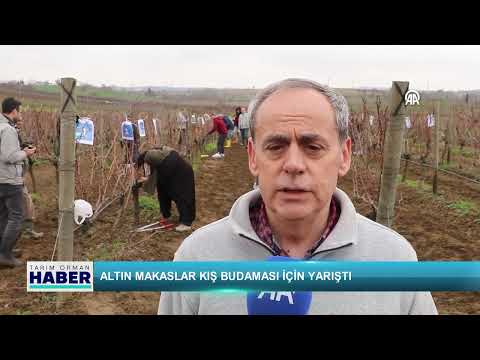 Altın makaslar kış budaması için yarıştı