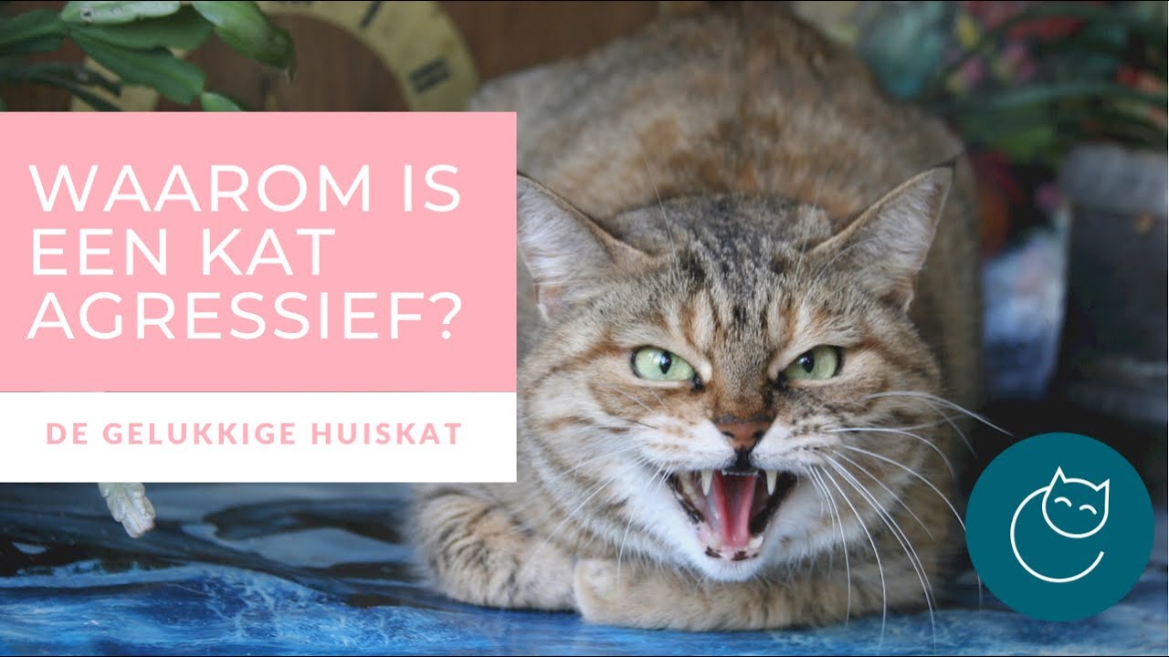 WAAROM IS EEN KAT AGRESSIEF? - De gelukkige huiskat - kattengedrag ...