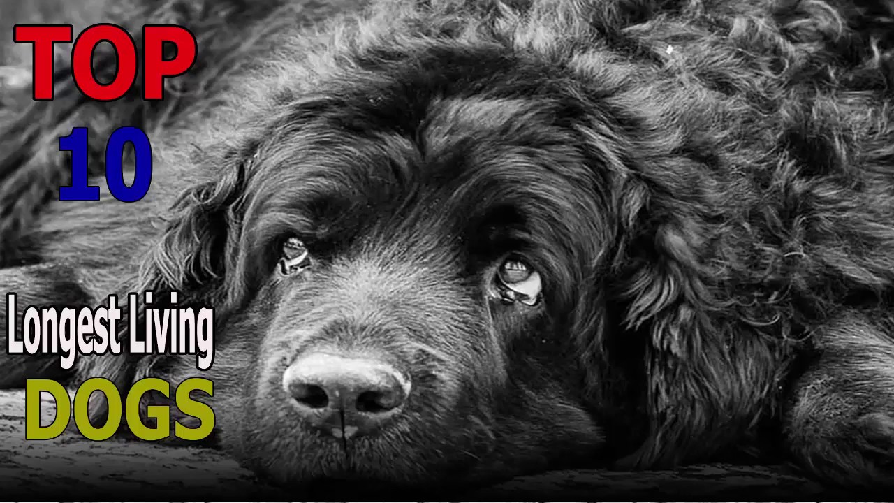 Top 10 longest living dog breeds | Top 10 animals - YouTube