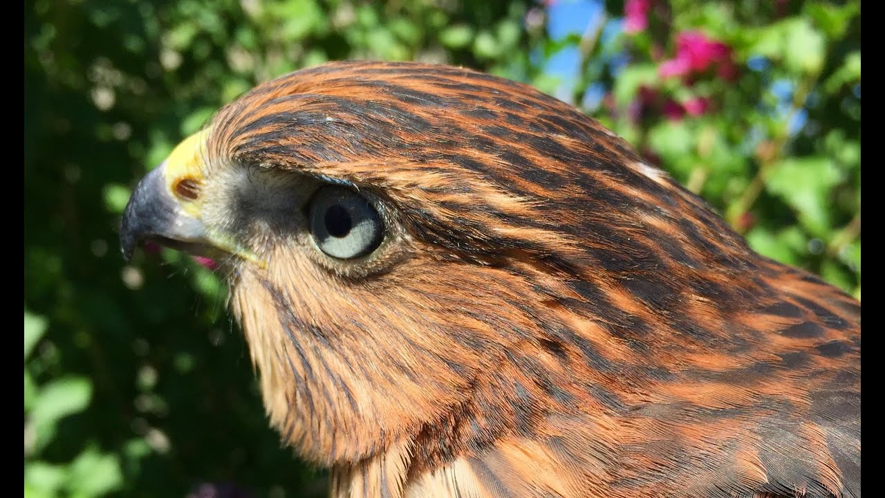Falconry: Coopers Hawk introduction - YouTube