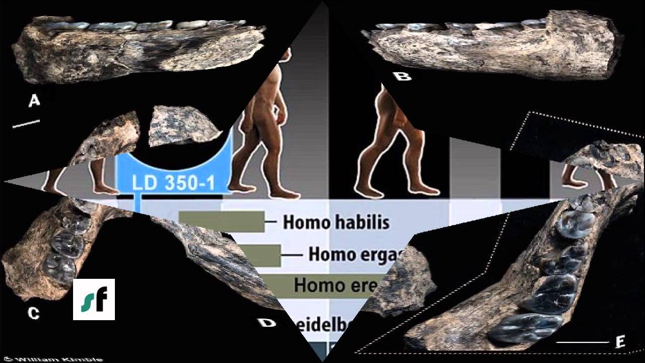 ‘First Human’ Reportedly Discovered By Archaeologists in Ethiopia - YouTube
