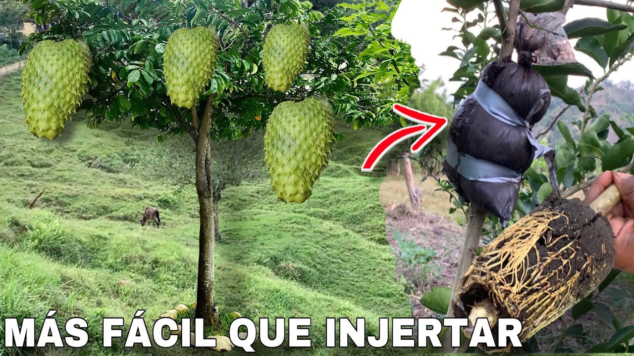 ESTA TÉCNICA ES MEJOR Y MÁS FÁCIL QUE INJERTAR,REPRODUCE CUALQUIER ...