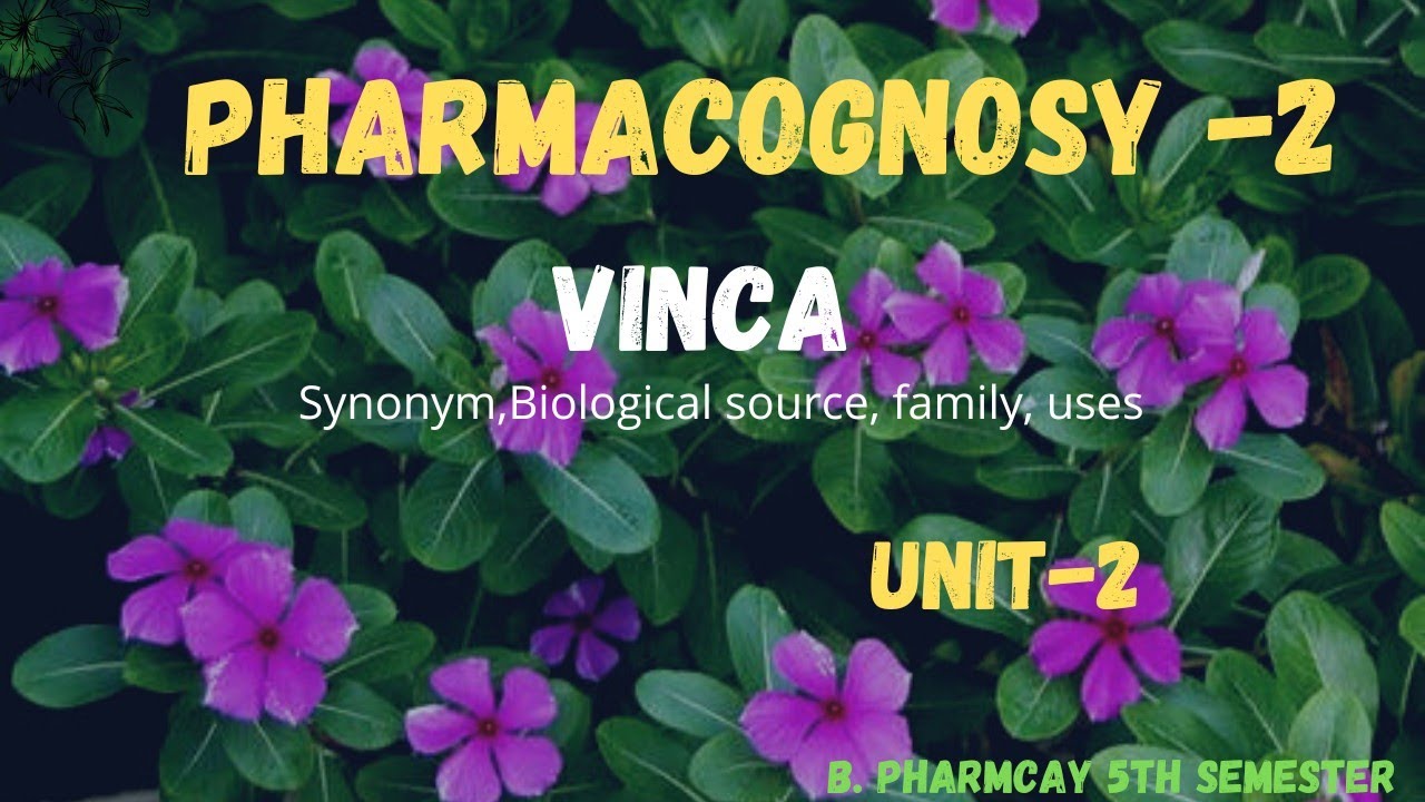 Vinca | Pharmacognosy - 2 | Unit -2 | B. Pharmacy 5th Semester|| - YouTube