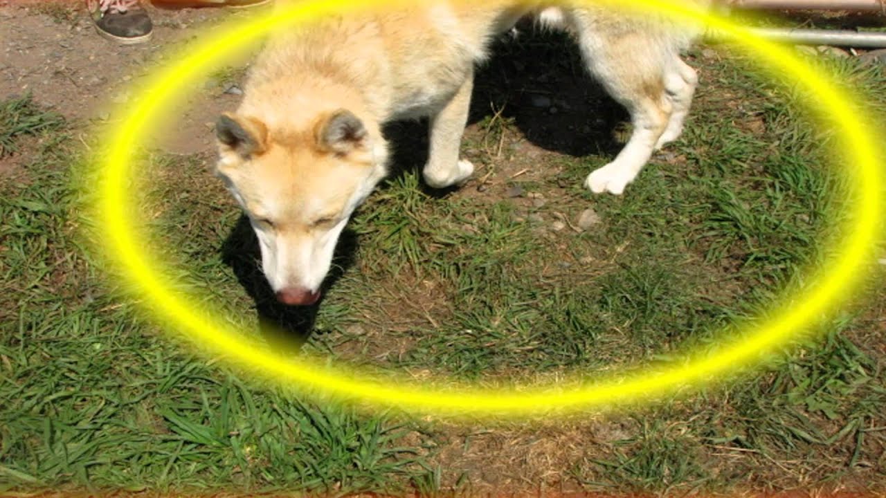 A Red/ Orange/Copper Husky Tribute - YouTube
