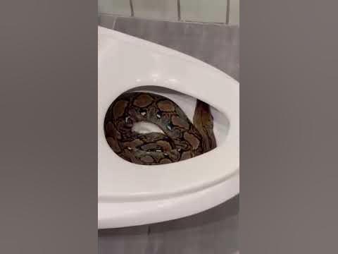 Man in Bangkok Finds Huge Python Coiled Onside His Toilet Bowl - YouTube