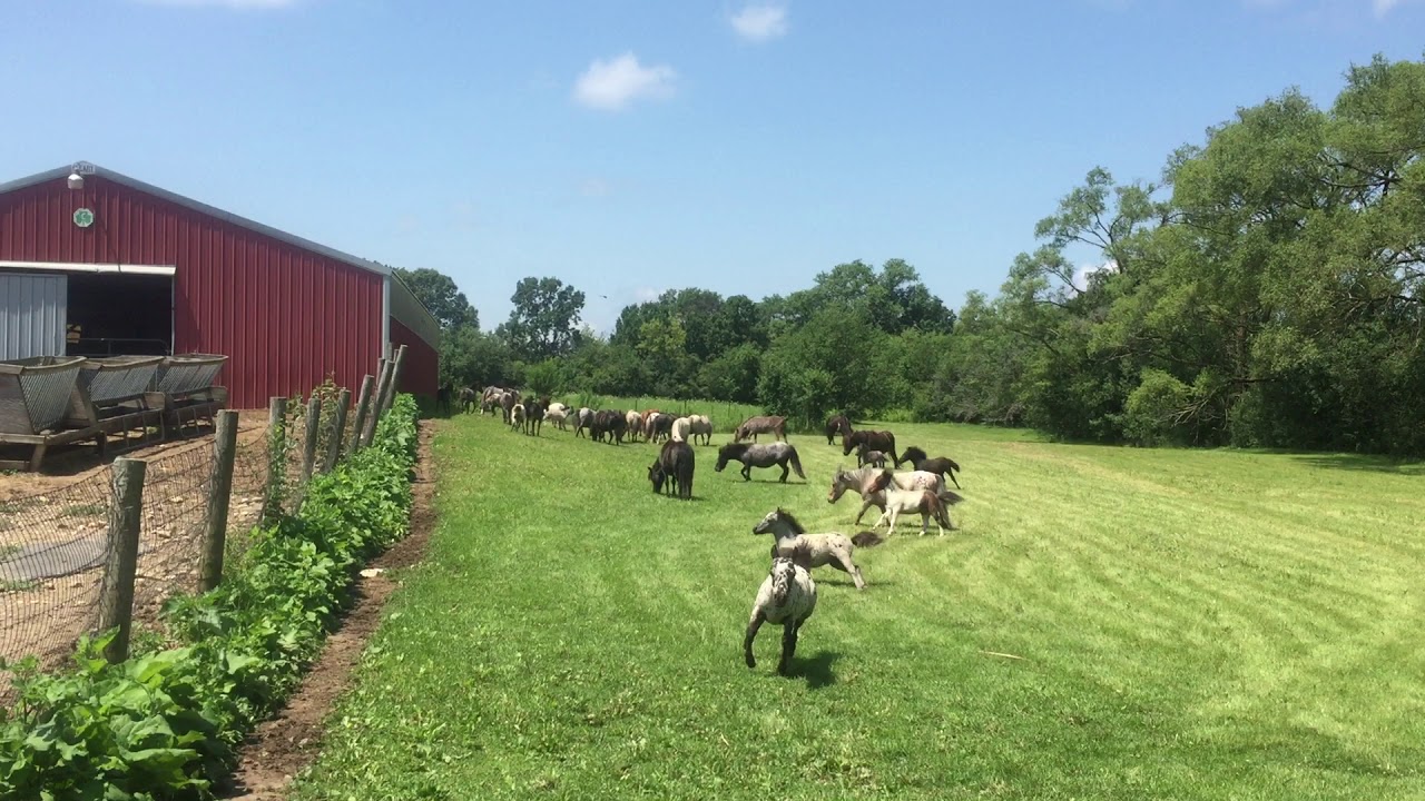 Toyland's Falabella Miniature Horses - YouTube