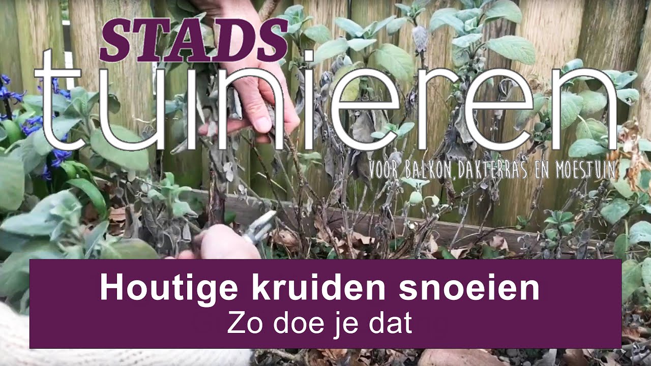 Stadstuinieren - Kruiden als tijm, salie en lavendel snoeien #moestuin ...