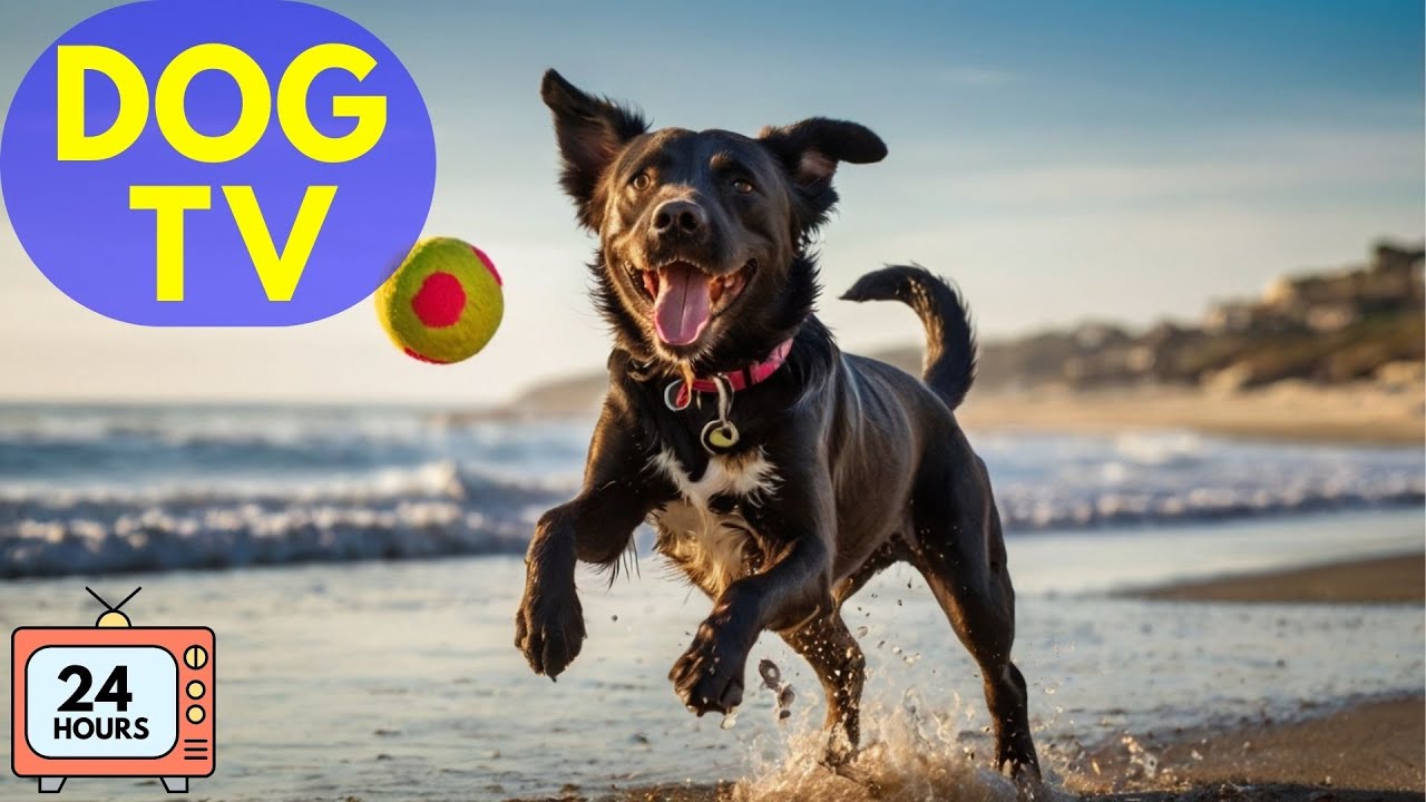 DOG TV: 24 Hours of Music & Videos for Dogs to Keep Them Calm & Happy ...