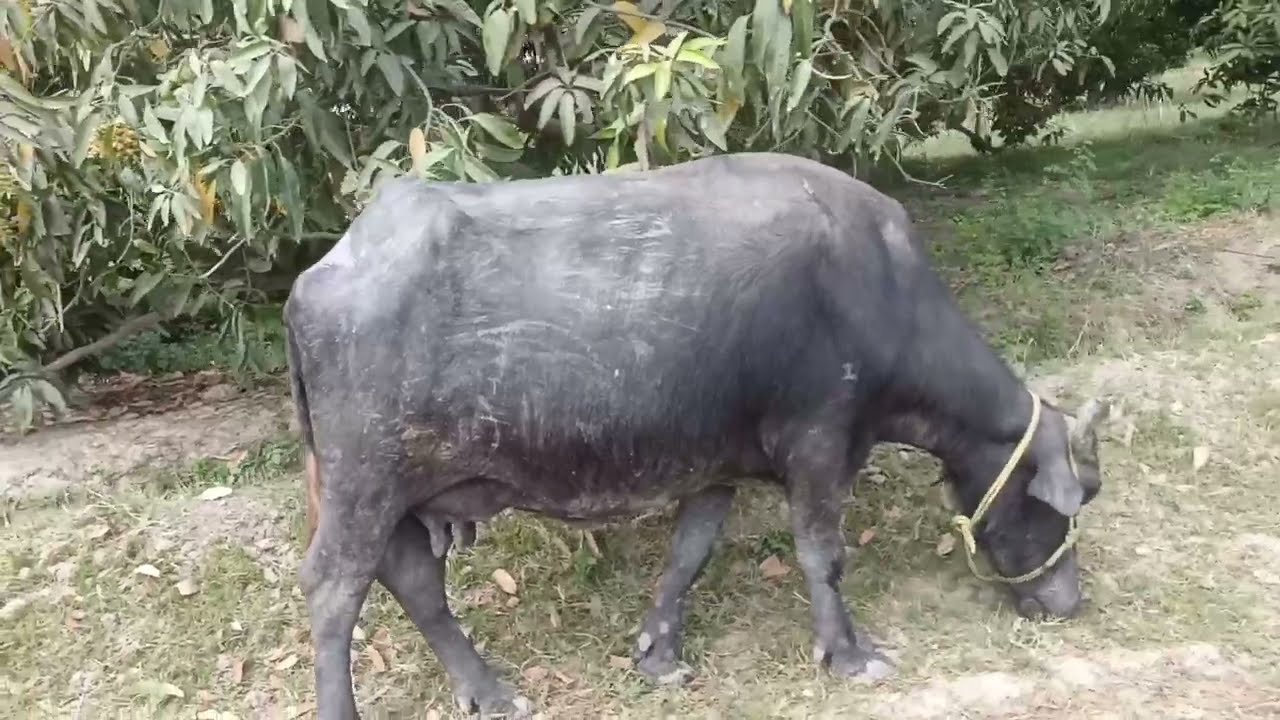 OMG first time buffalo meeting animal mating. - YouTube