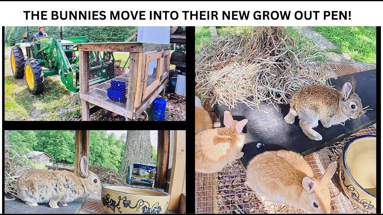 Weaned Bunnies are Moving Into Their New Grow Out Pen - YouTube