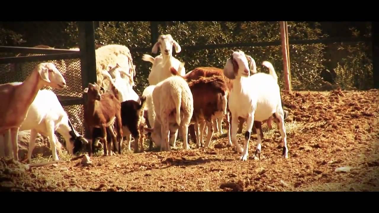 El RM - Novia De Rancho (Video Oficial) - YouTube