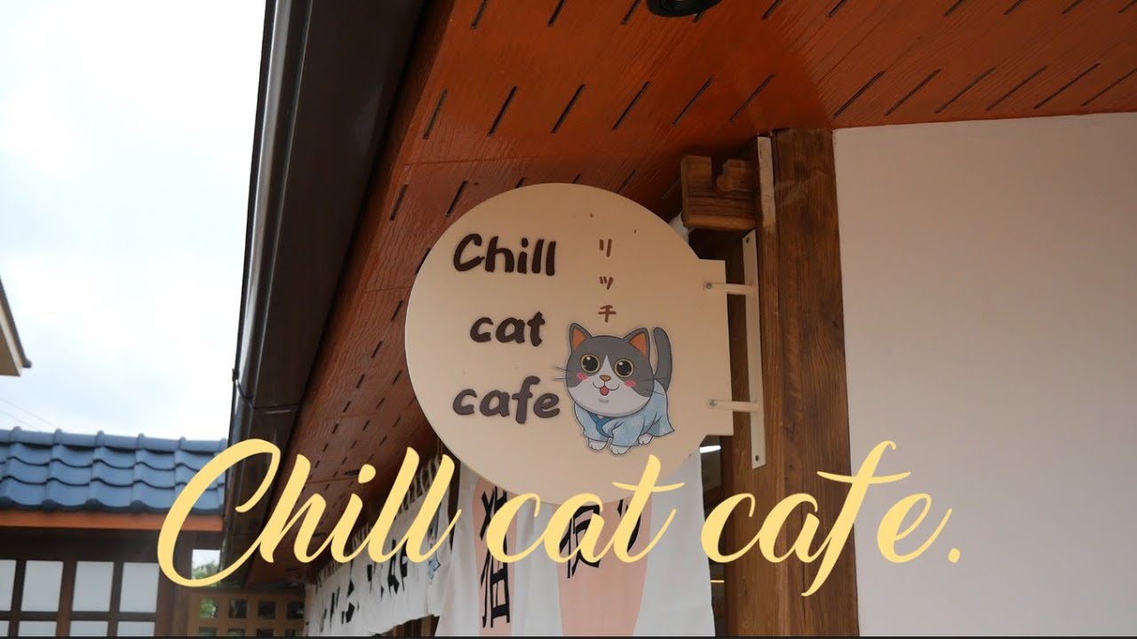 Chill cat cafe คาเฟ่แมวน่ารักๆ แถวๆ อ.พุทธมณฑล จ.นครปฐม - YouTube