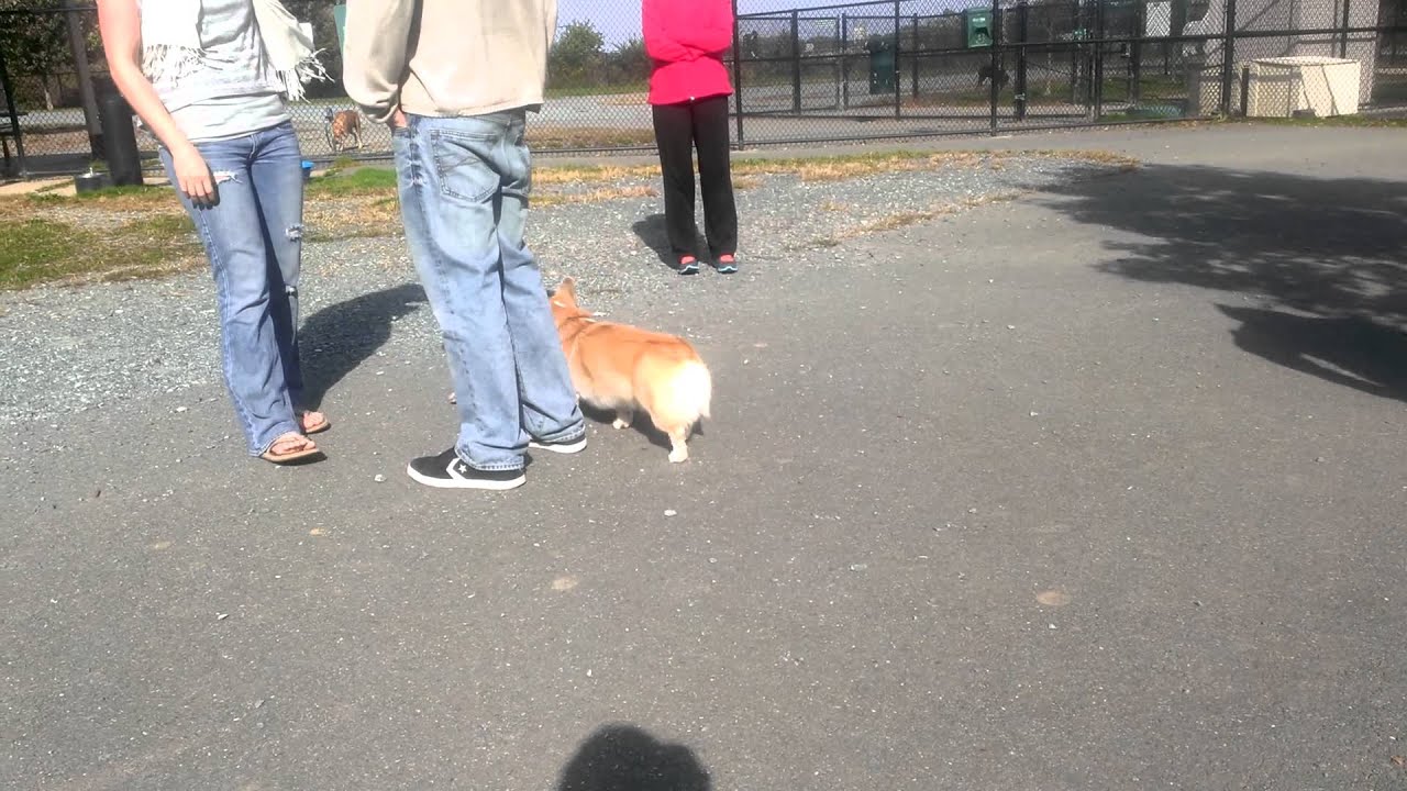 Corgis play at the dog park - YouTube