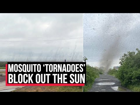 Watch : Horrifying moment mosquito ‘tornadoes’ block out the sun in Russia | Cobrapost