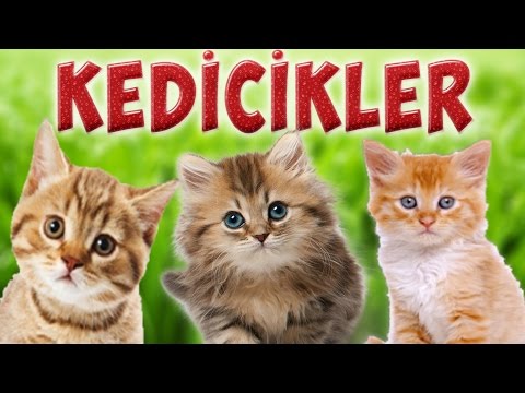 MİNİK TATLI YAVRU KEDİCİKLER! | biVLOG #7