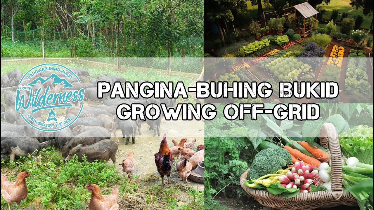 Ex OFW Escape from the city to Growing food in the Forest (Pangina ...