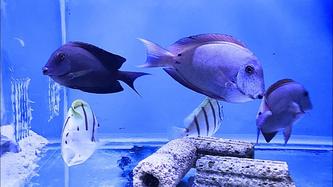 Saltwater Aquarium Fishes At Marines Hub Fish Shop Marine Fishes At Low ...