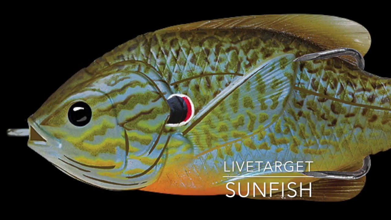 LiveTarget Sunfish Lure Overview - YouTube