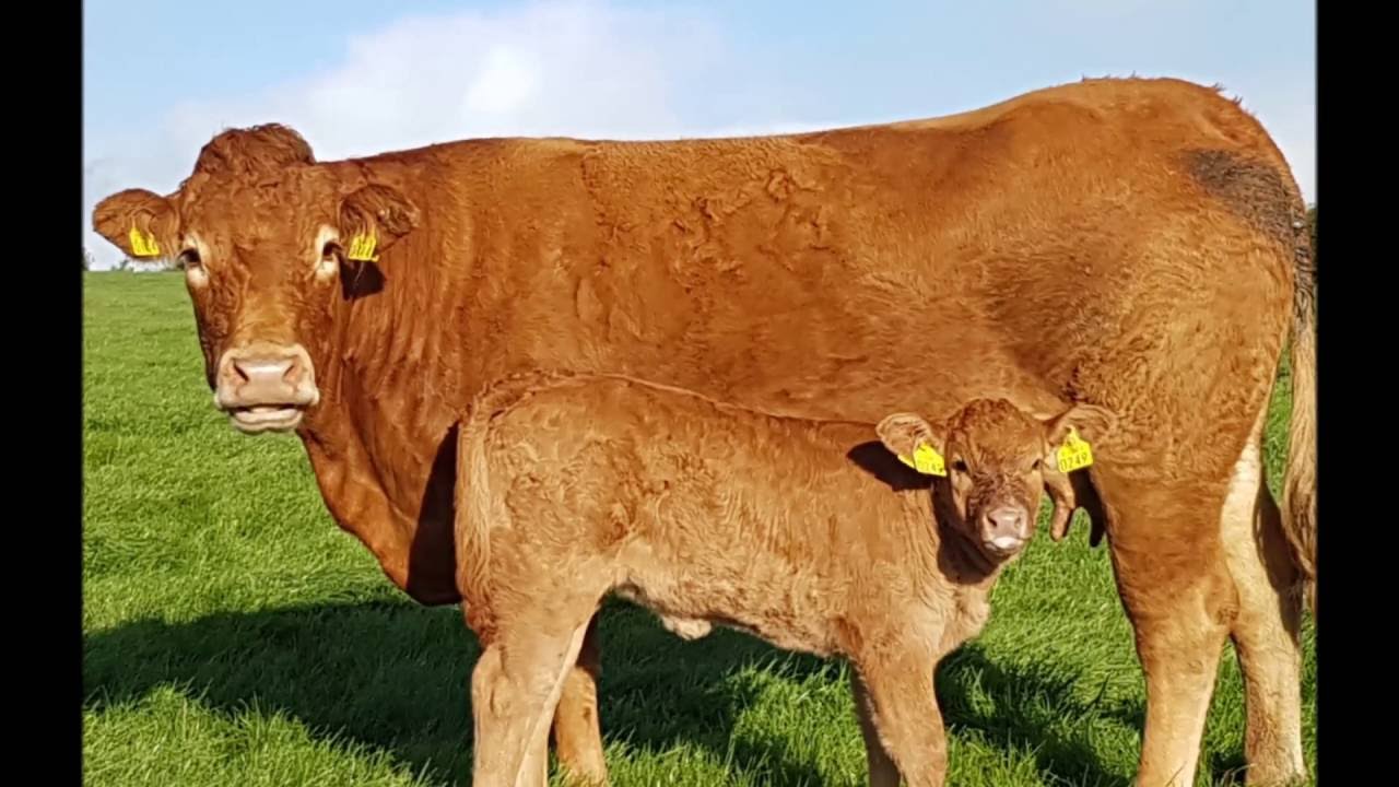 ICBF Beef Gene Ireland Progeny - YouTube