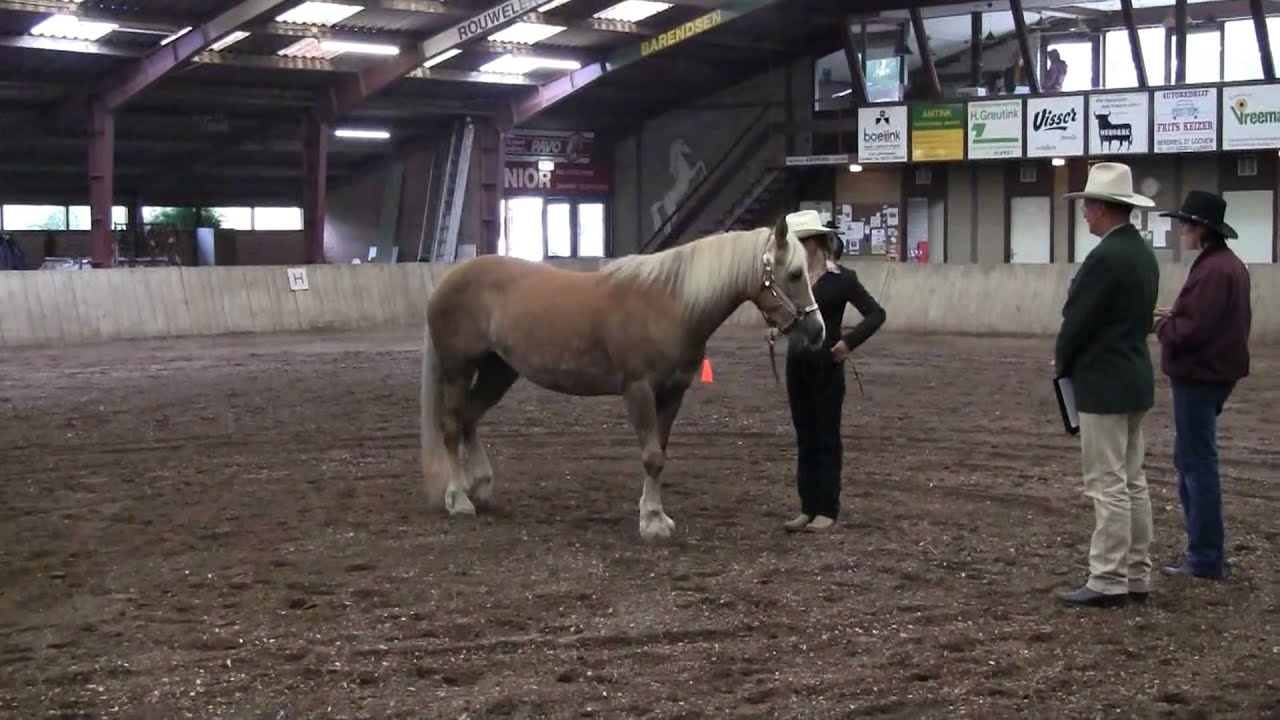 SWRA's Trophy Showmanship at Halter - YouTube