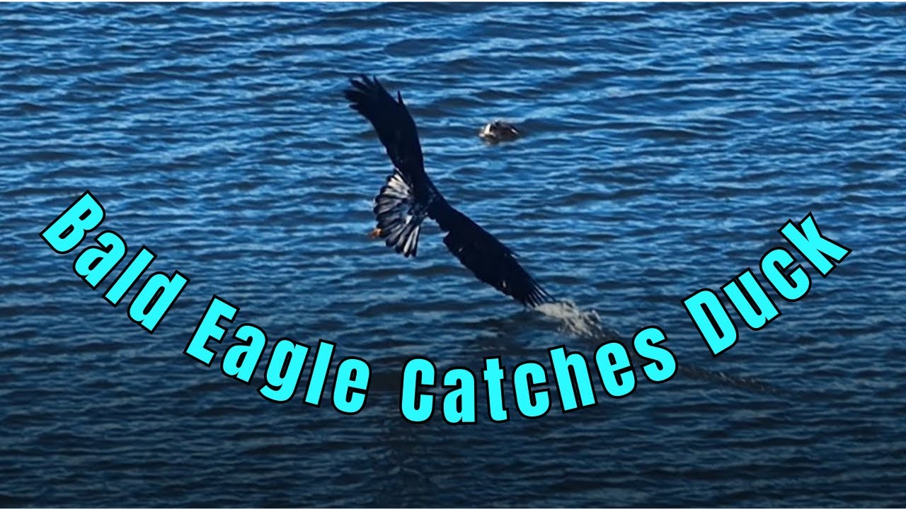 Unbelievable Encounter: Bald Eagle Seizes Duck! - YouTube