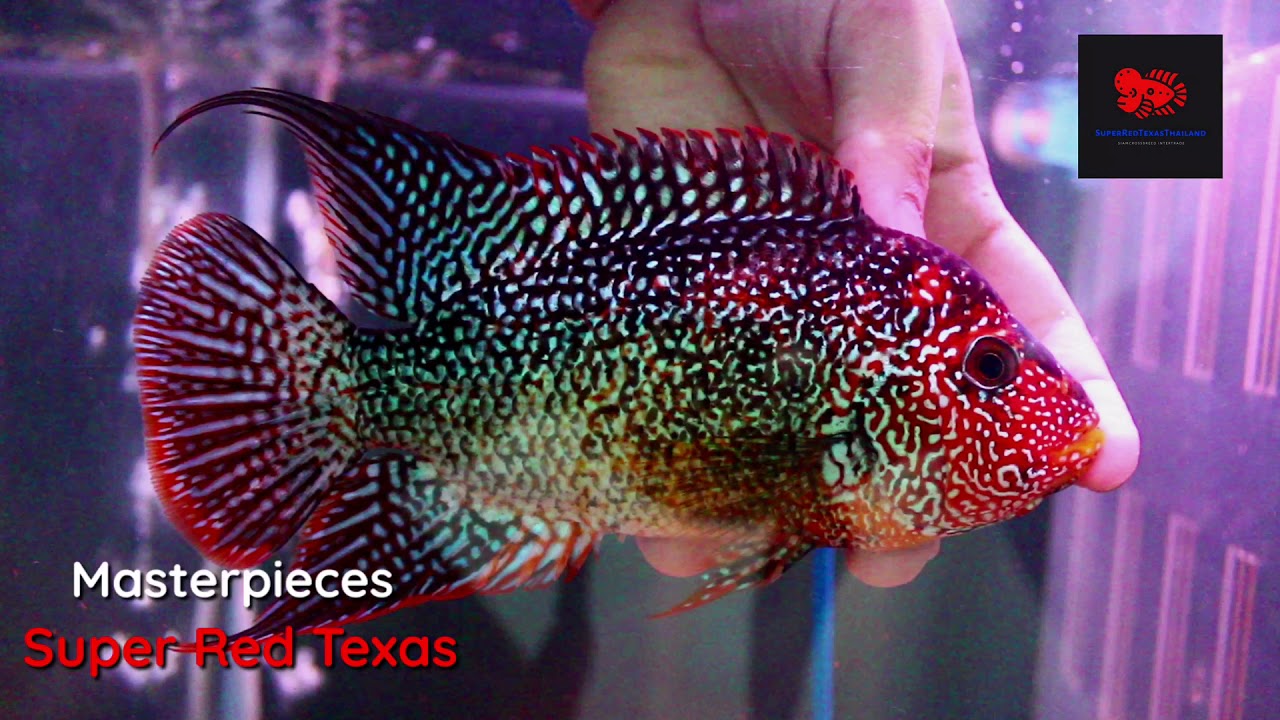 Super Red Texas Masterpieces - YouTube