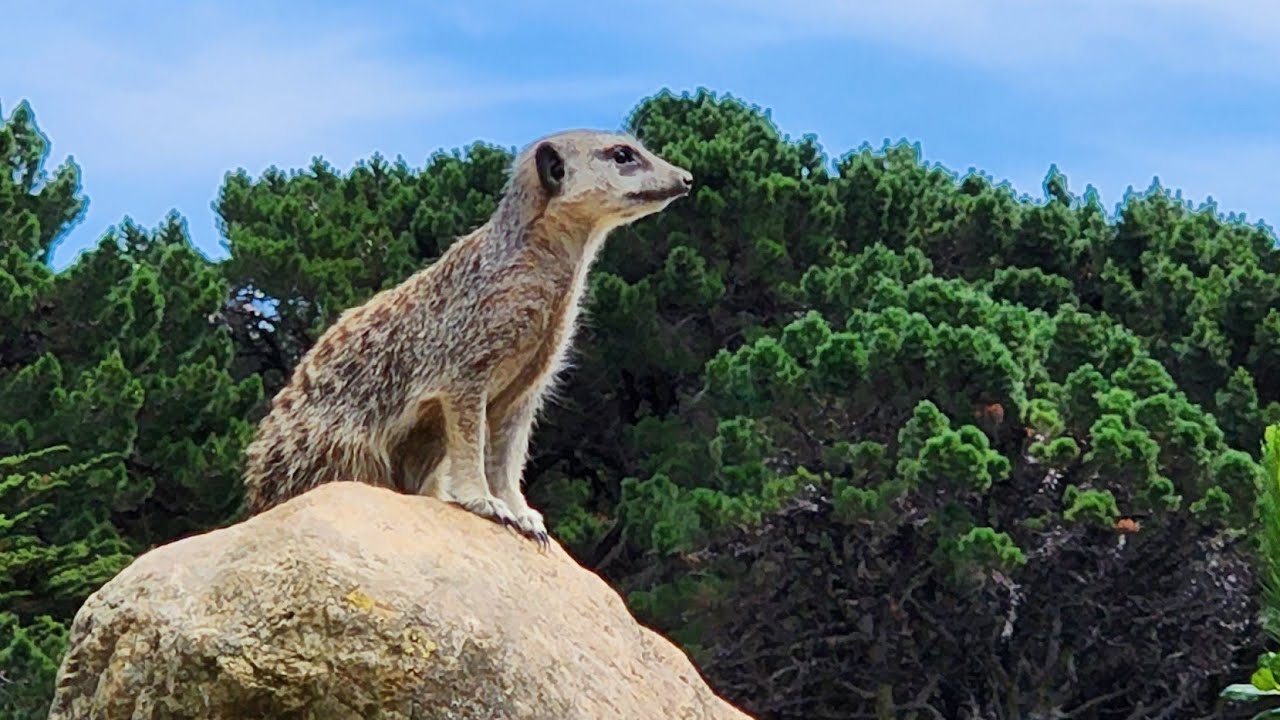 Cutest Mongoose Meerkat playing video shoot in Samsung s22 ultra - YouTube