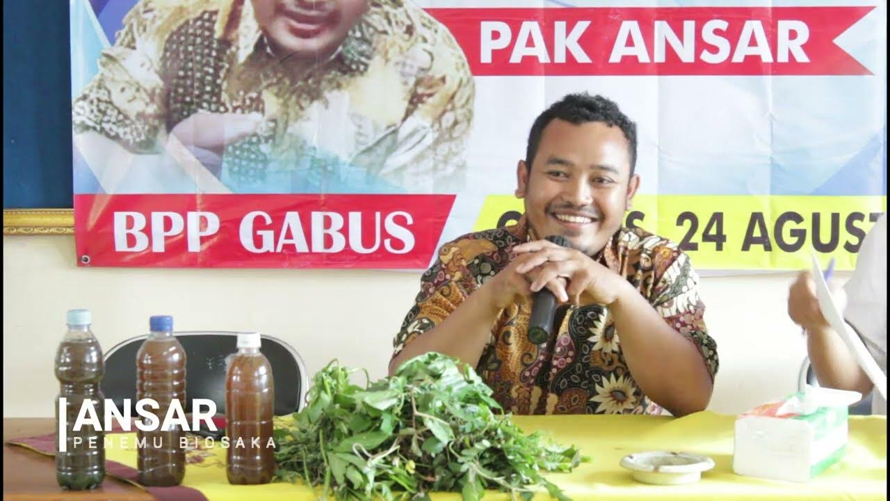 INILAH AWAL MULA BIOSAKA DI TEMUKAN PAK ANSAR - YouTube