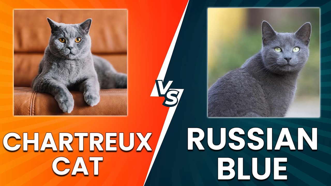 Chartreux Cat vs Russian Blue: A Side-by-Side Comparison - YouTube