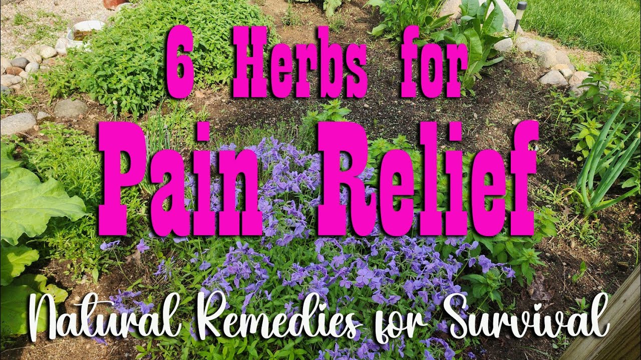 6 Herbs for Pain Relief ~ Self Reliance Herbal Remedies - YouTube