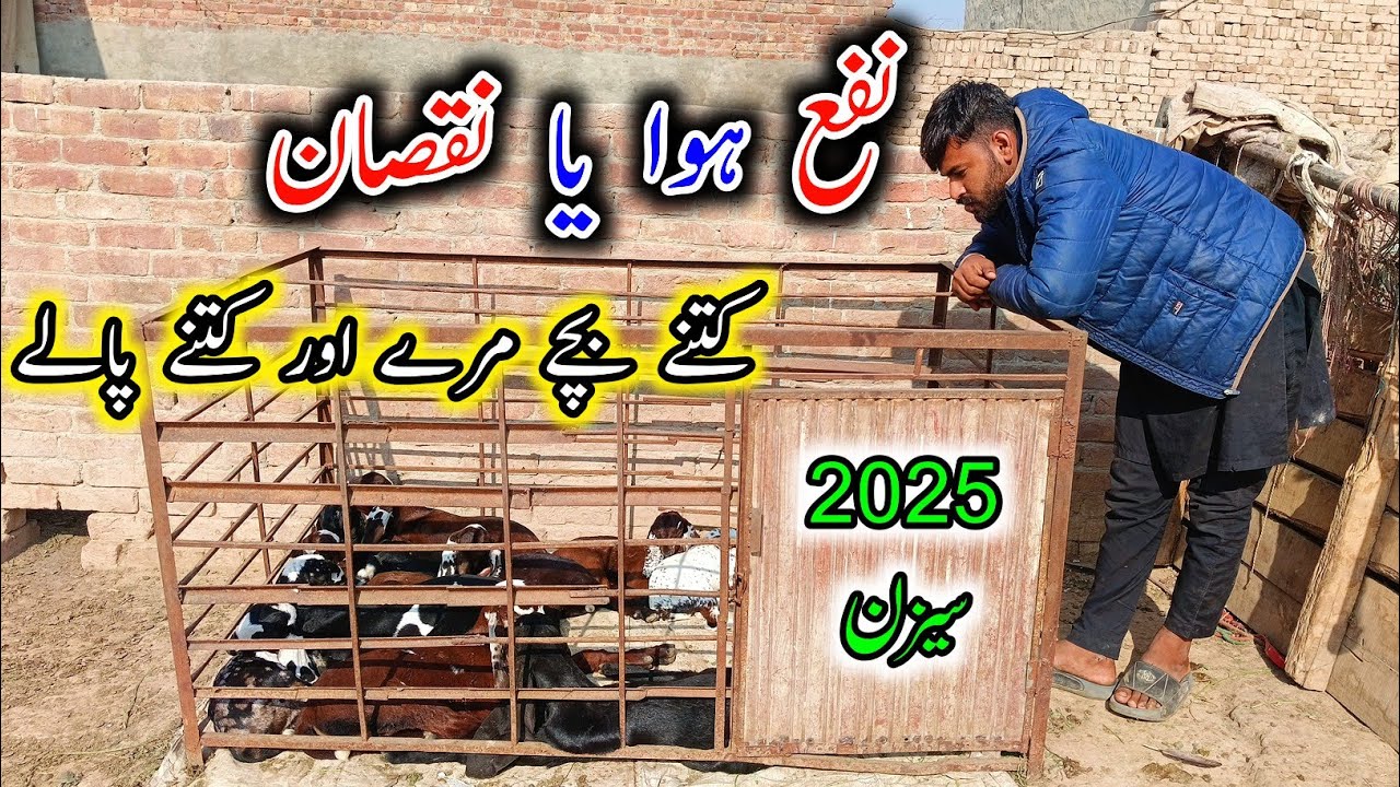 Profit And Loss Of This Kidding Season On Our Farm 2025- Ashraf Gujjar ...
