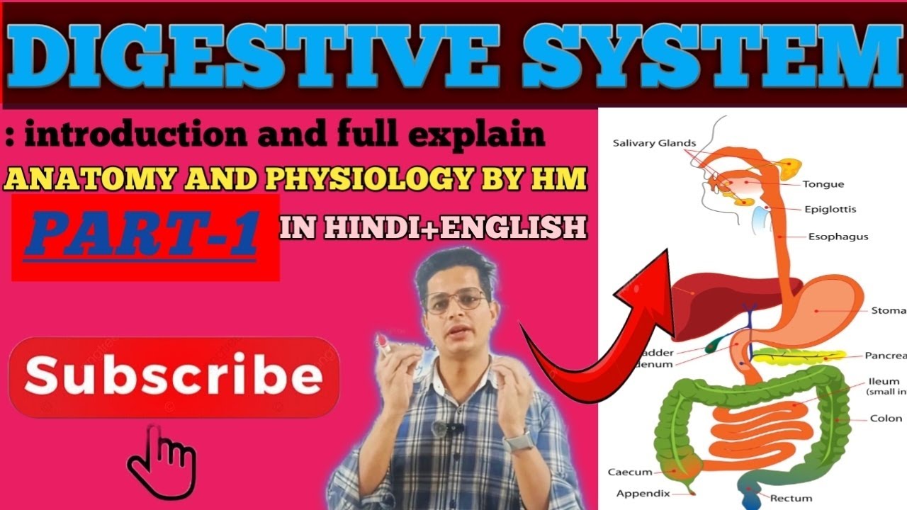 Digestive system | Stage of food processing🤔 | introduction | An ...