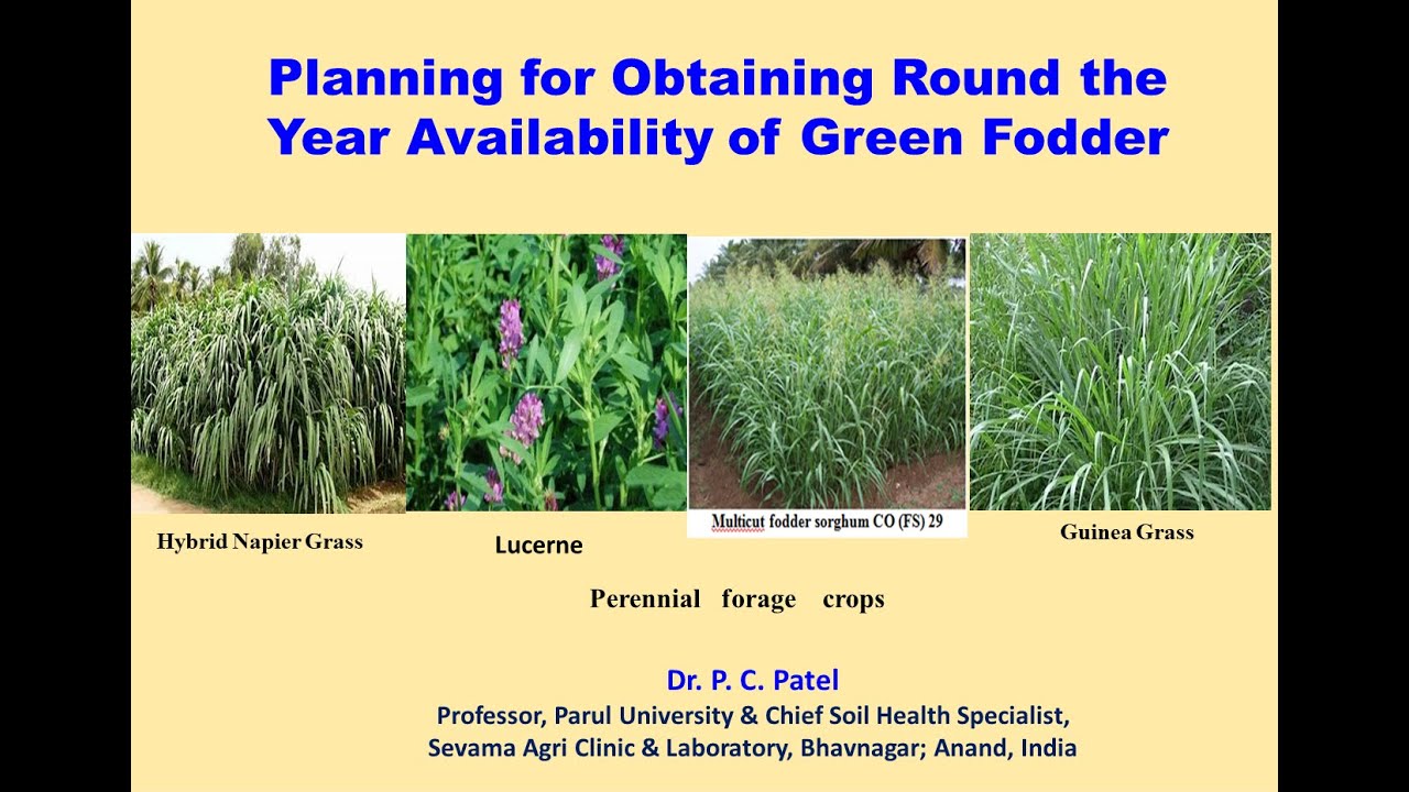 Fodder Crops With Name