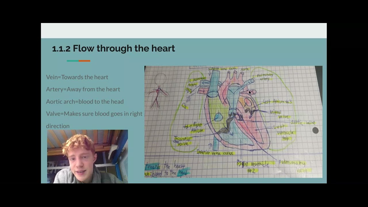 The Flow Through The Heart explained by a 15 y/o - YouTube