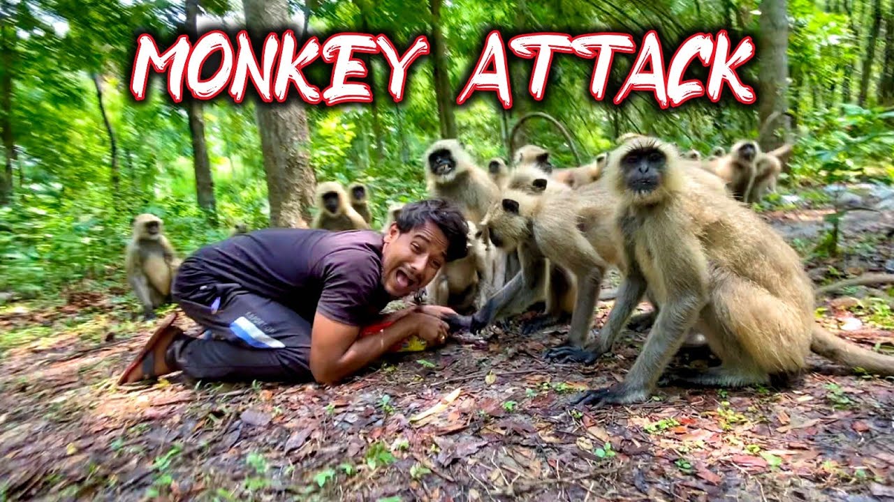 Angry monkeys attack for food | Hungry wild animal attack | Indian ...