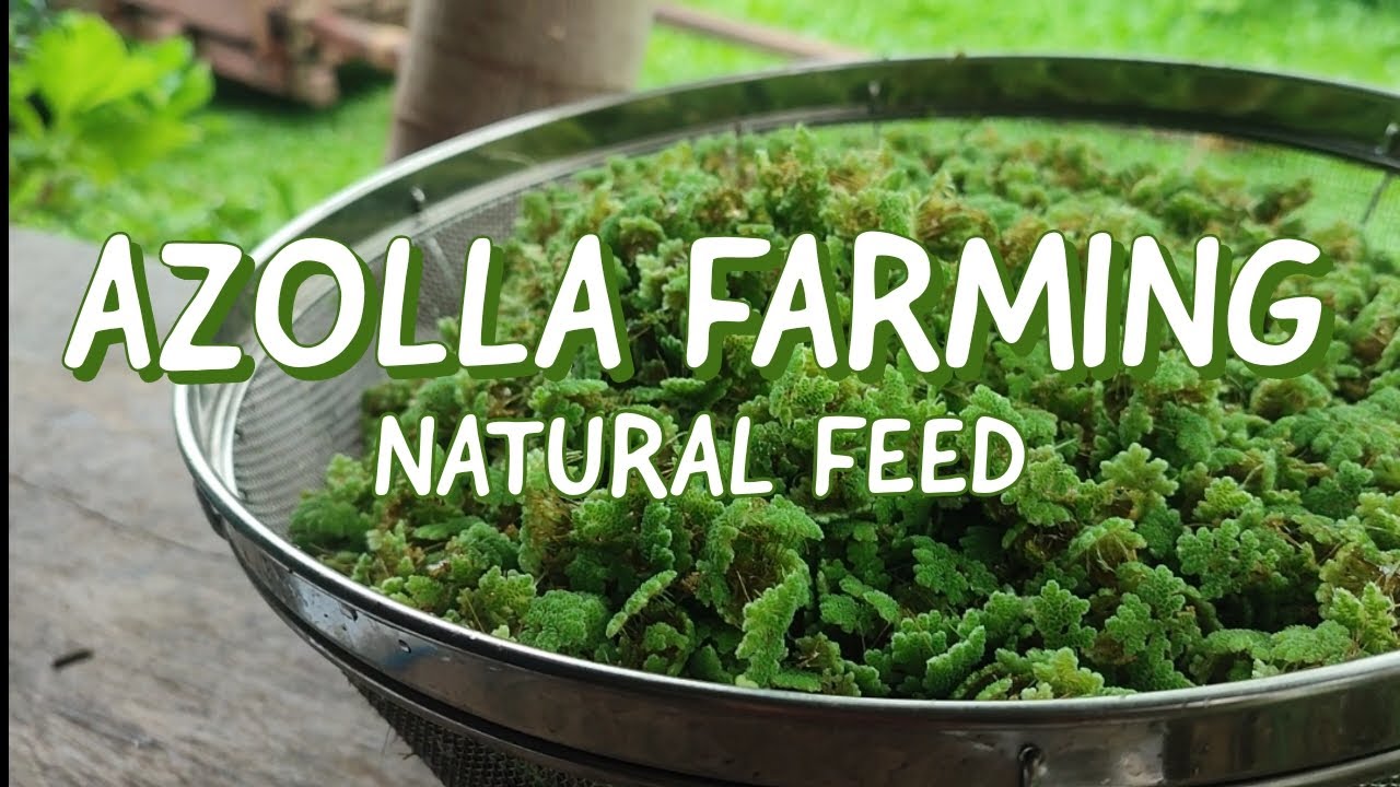 Azolla Farming In The Philippines | Crude Protein Lab Test Of Our Own ...