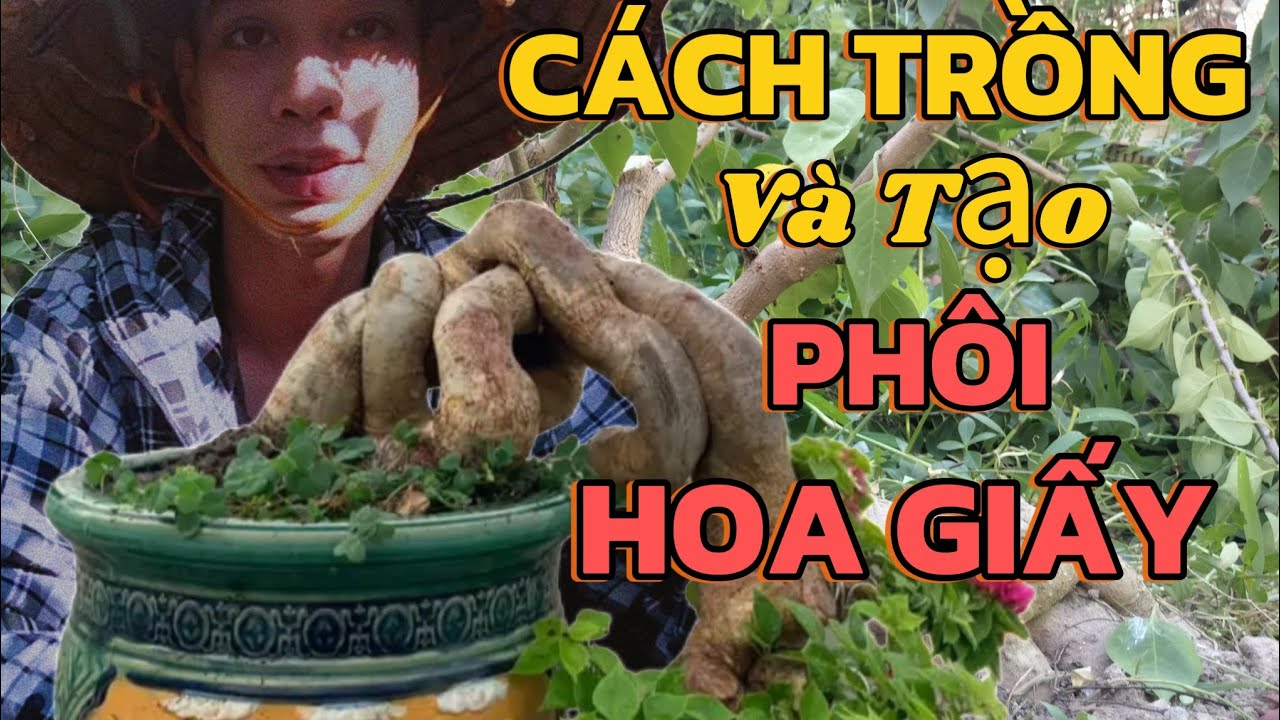 Cách trồng phôi hoa giấy mỹ, kỹ thuật làm bonsai, How Vietnamese people ...