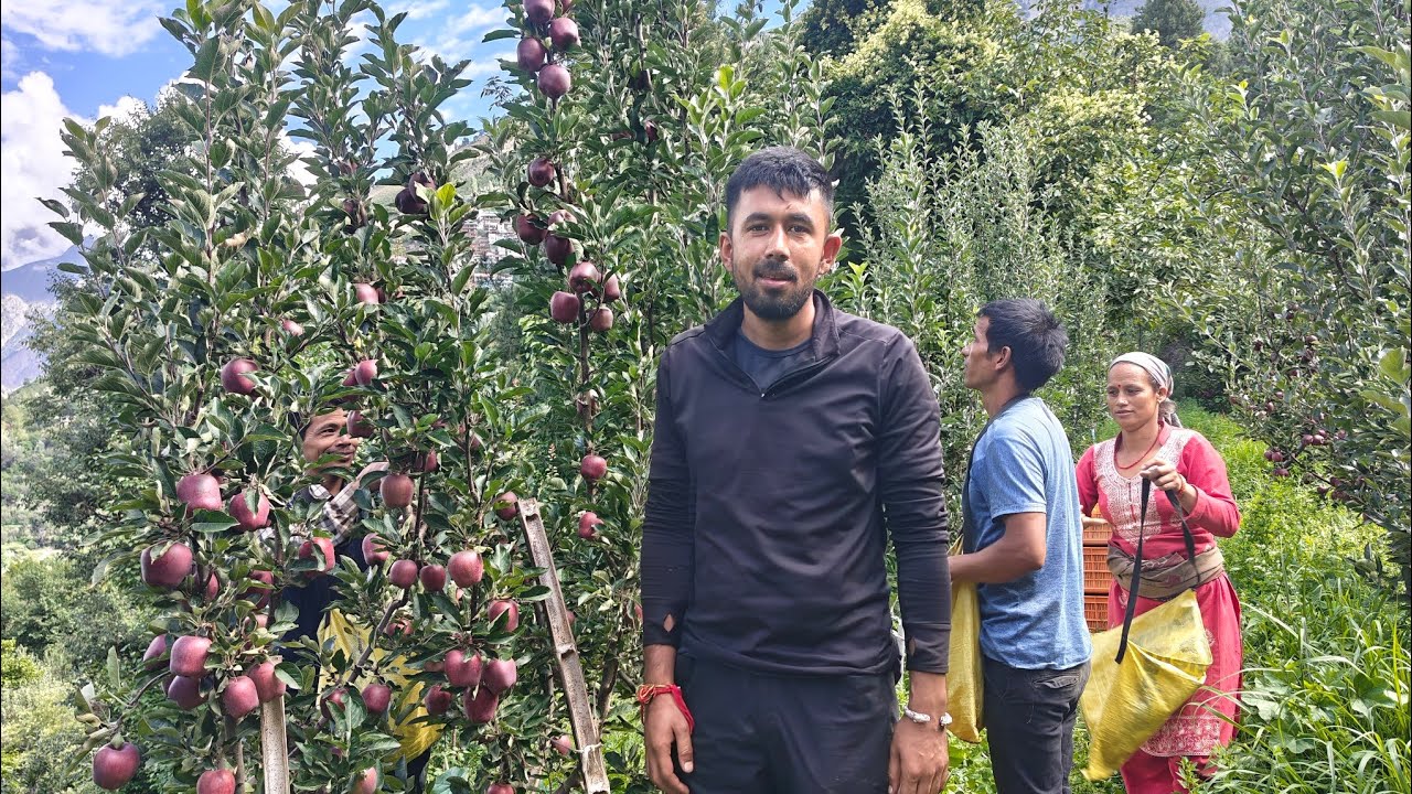 Moorang me shuru ho gya seasion ka phla seb todan|kakku orchard#Ivu ...