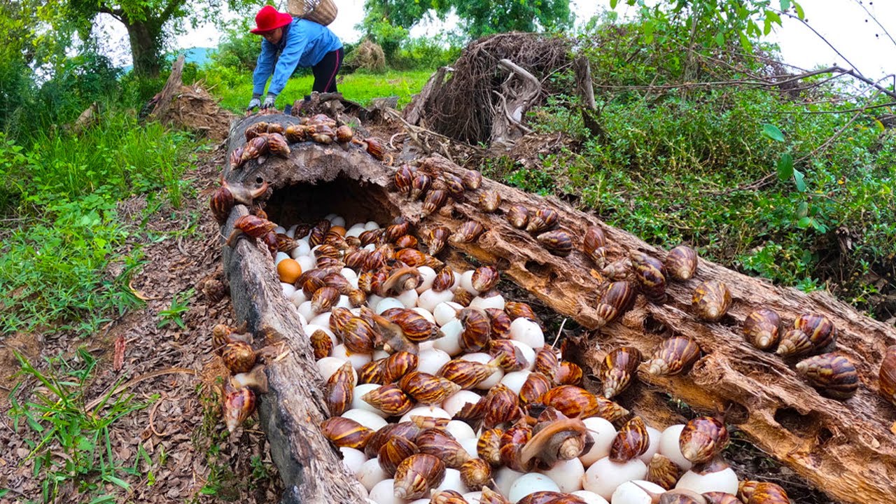 BEST amazing - pick a lot of duck eggs and snails on the tree stump at ...