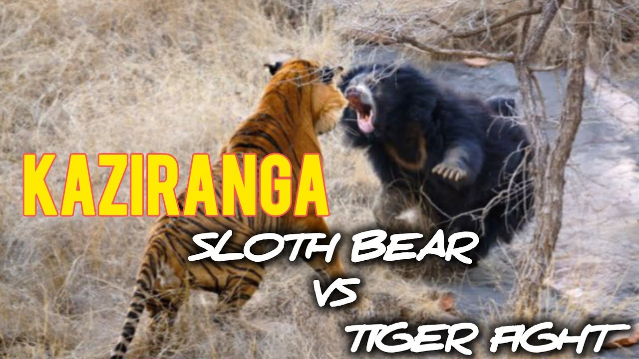 Sloth Bear VS Tiger | Kaziranga National Park | Bagori Renge Forest ...