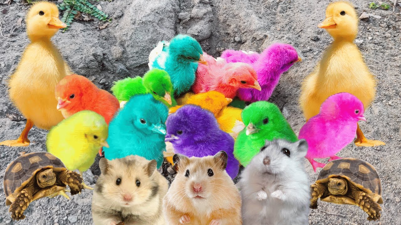 Catch cute chickens, colorful chickens, crazy rainbow chickens,rabbits ...