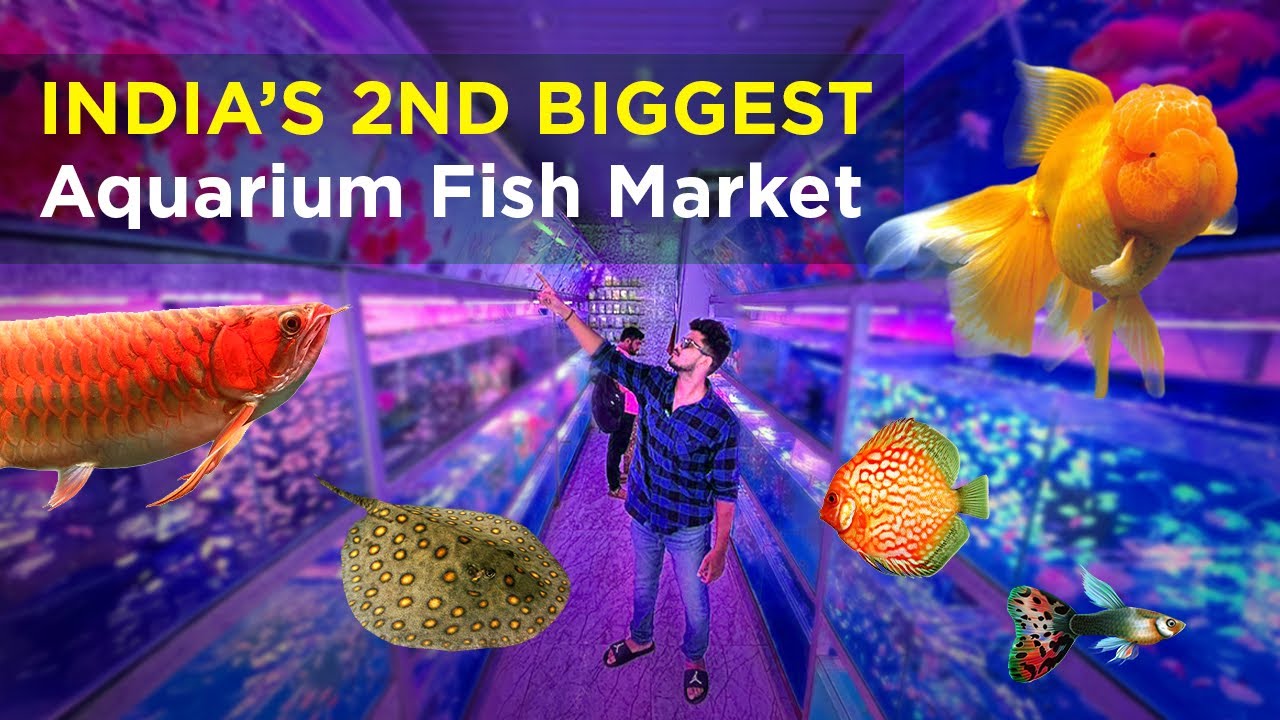 Mumbai’s biggest Aquarium Fish Market in Kurla | Kurla Aquarium Fish ...