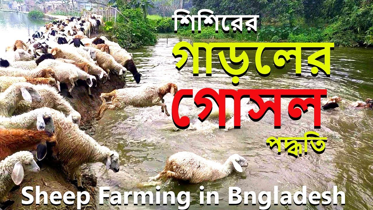গাড়লকে কিভাবে গোসল করাতে হয় । Sheep Farming in Bangladesh । গাড়লের ...