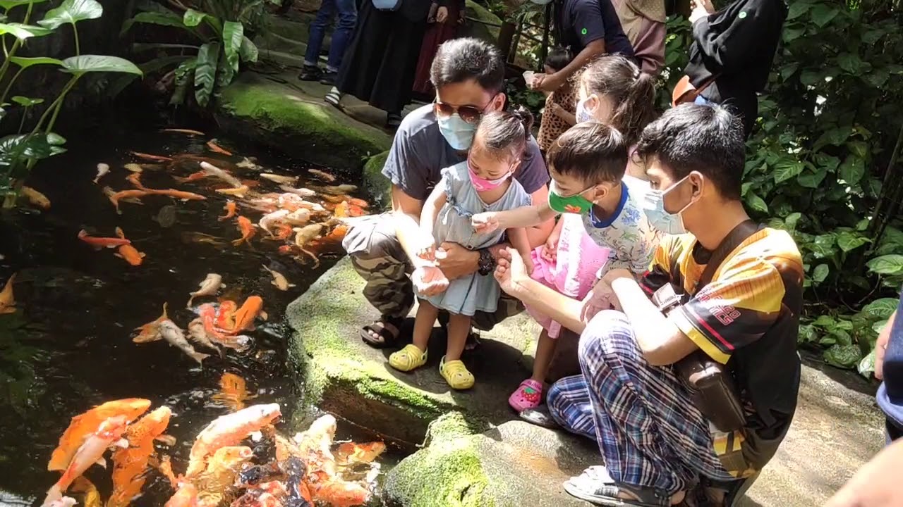 Bagi ikan makan kat Taman Rama2 Ayer Keroh - YouTube