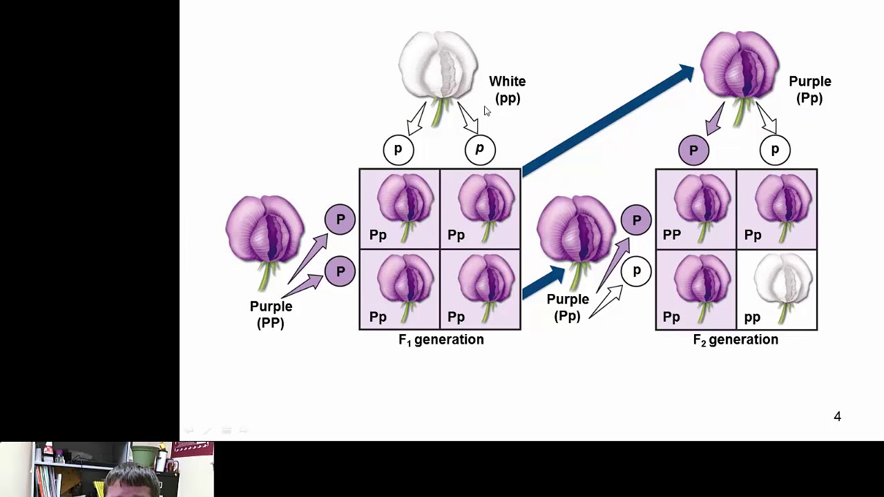 Mendel's Genetic Theory - YouTube