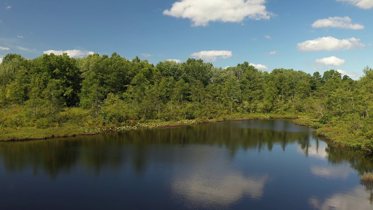 Triangle Lake Bog Sounds of the Bog - YouTube