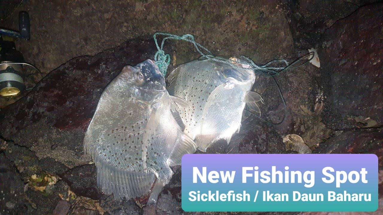 Catch and Cook ep 9: P.Ubin new Fishing spot/Ikan Daun Baharu ...