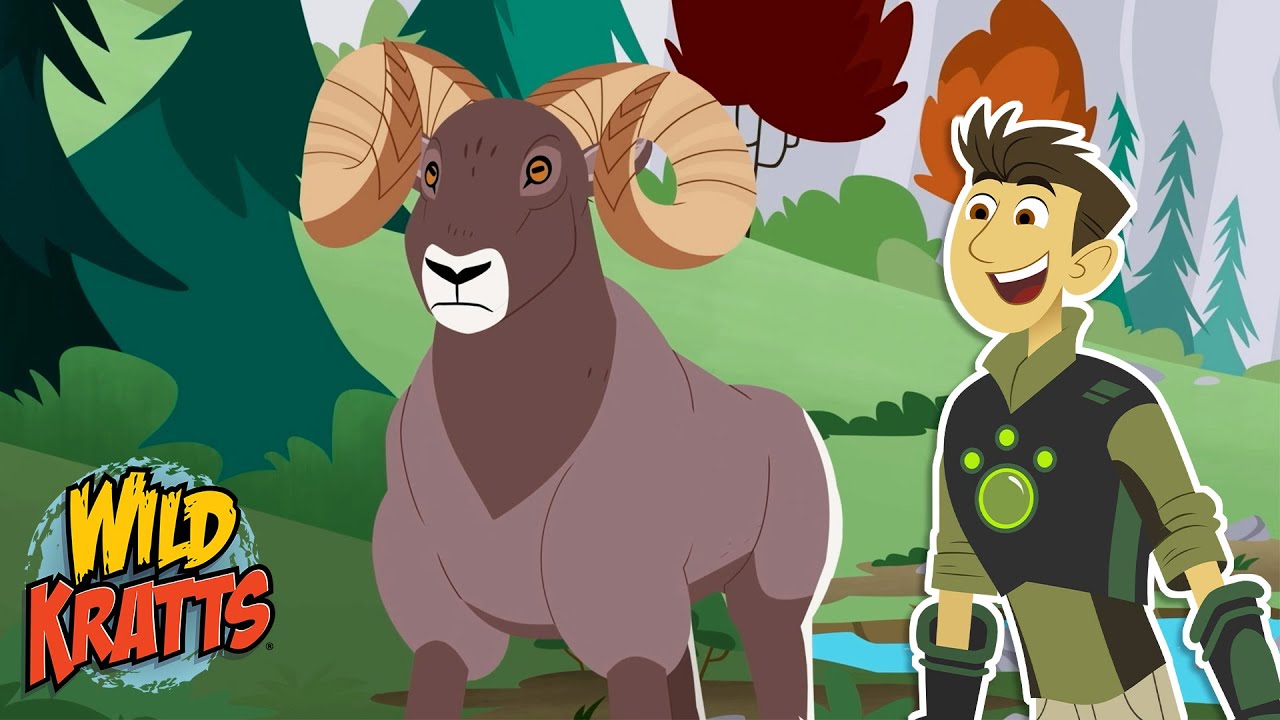 Bighorn Sheep Showdown | Season 7 | Wild Kratts - YouTube