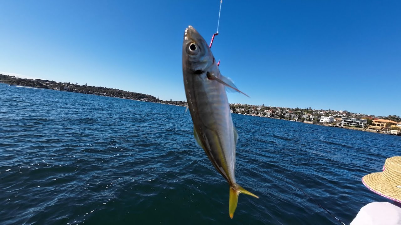 Fishing - Sydney Harbour - Yellowtail Scad (Yakka) - 30/07/2023 - YouTube