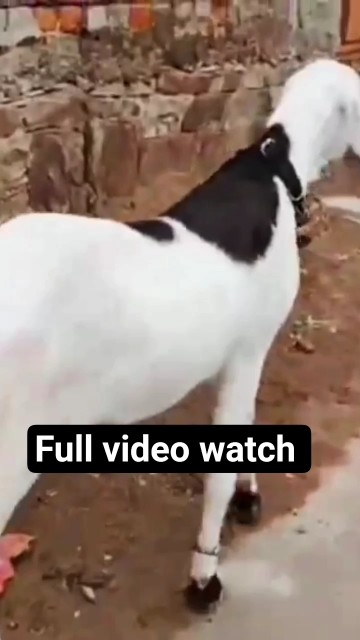 Bakra Eid Rap || #song #bakraeid #rap #shorts - YouTube